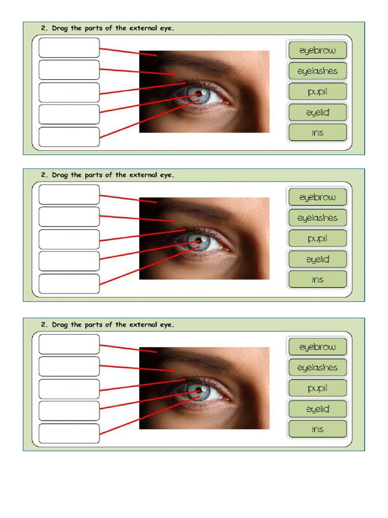 The Eye | PDF