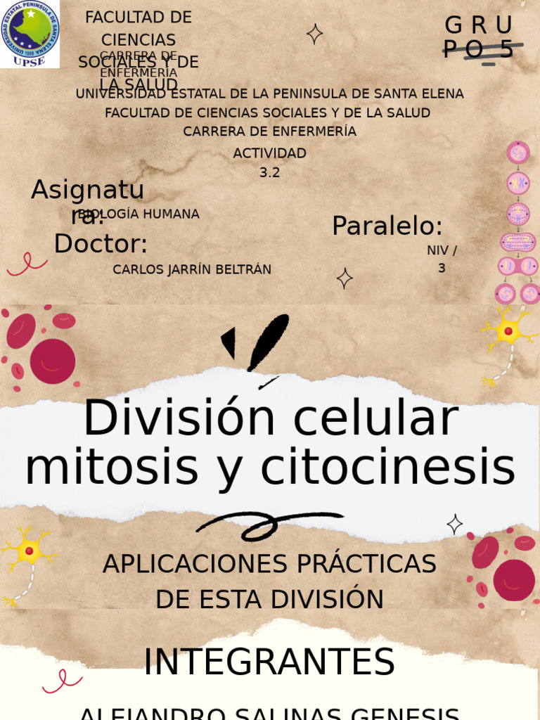 Mitosis y Citocinesis en Biología Celular | PDF | Mitosis | Nucleo celular