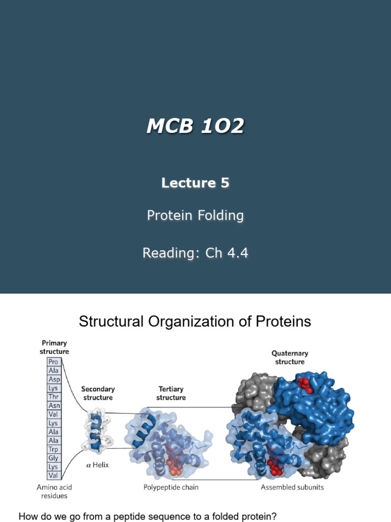 MCB 102 Yildiz Lecture 5 | PDF | Protein Folding | Denaturation ...