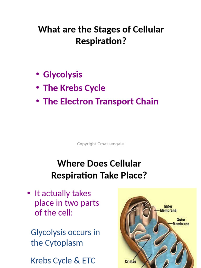 Cellular Respiration For Online Class | PDF | Cellular Respiration ...