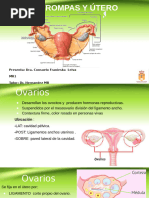 Anatomía de Arteria Uterina y Ovarios | PDF | Ovario | Anatomía