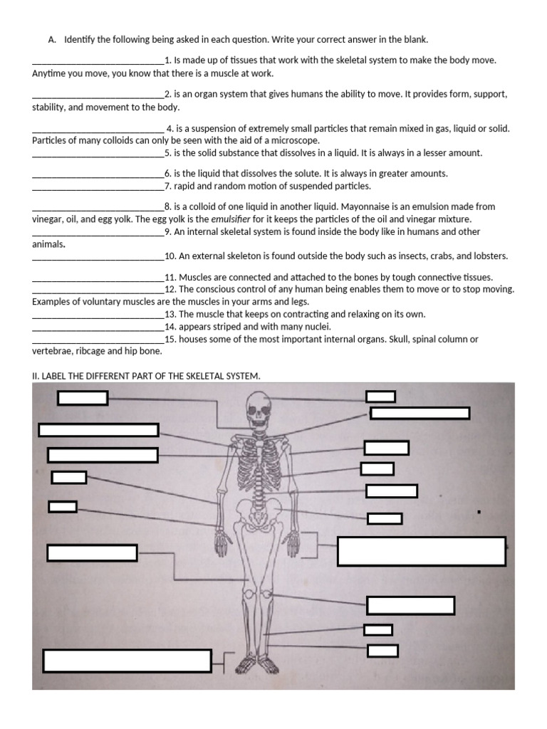 Muscle and Skeletal System Overview | PDF