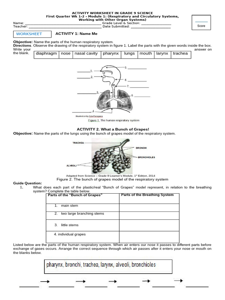 Grade 9 Science Respiratory System Worksheet | PDF