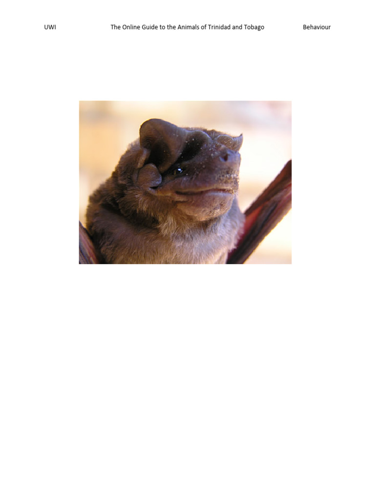 Black Mastiff Bat Overview | PDF | Bat | Zoology