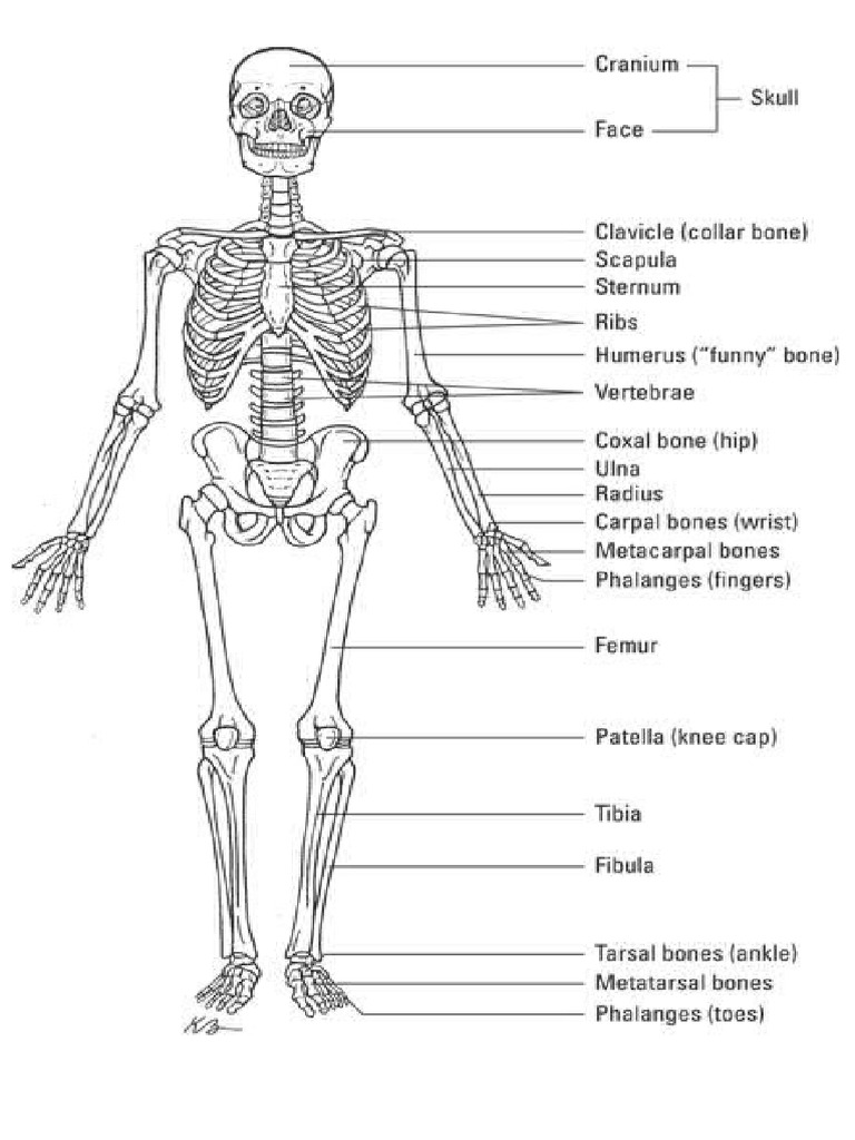 Skeletal System | PDF