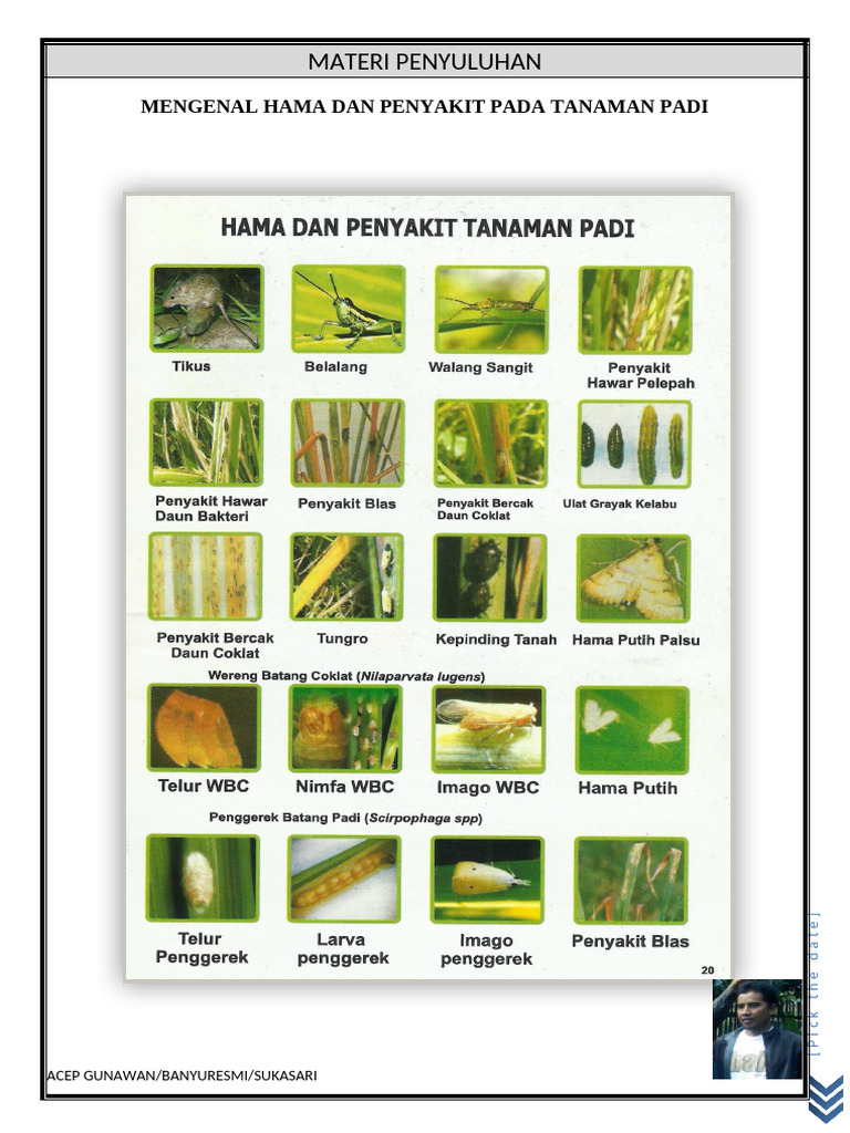 Folder Hapen Padi | PDF