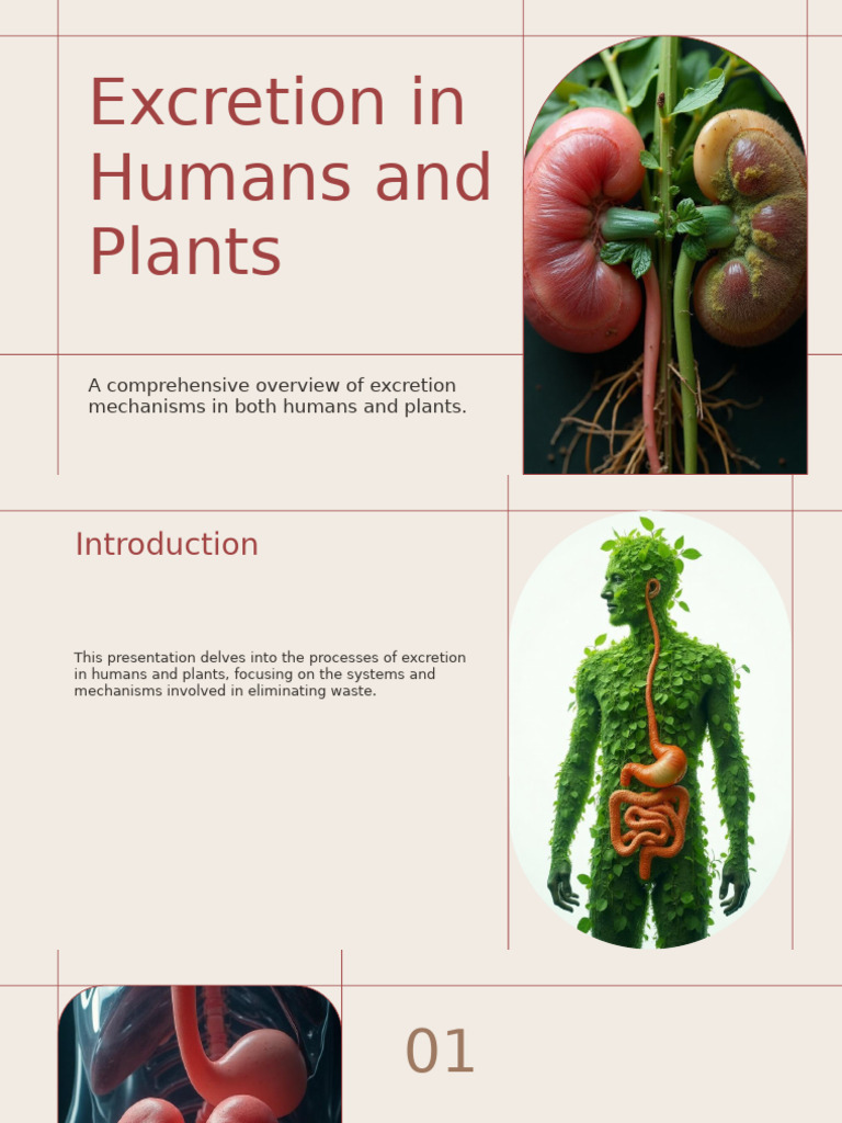 Excretion in Humans and Plants | PDF | Excretion | Kidney