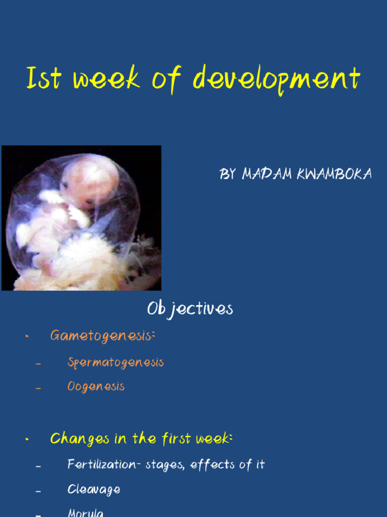 Embryology Post Fertilization - Phoenix | PDF