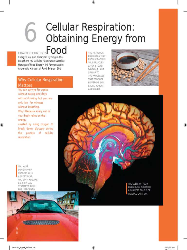 Cellular Respiration: Obtaining Energy From Food | PDF | Cellular ...