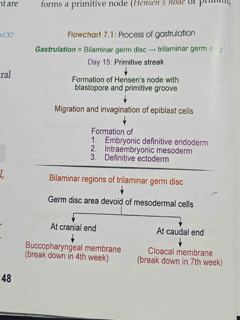 Gastrulation and Primitive Streak Formation | PDF
