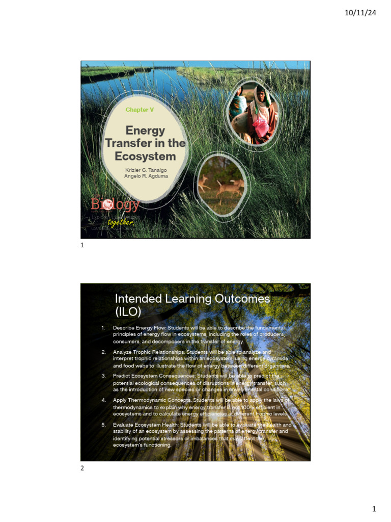 Energy Transfer in Ecosystems Explained | PDF | Food Web | Ecosystem