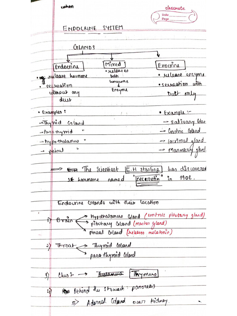 Endocrine Gland Short Notes | PDF