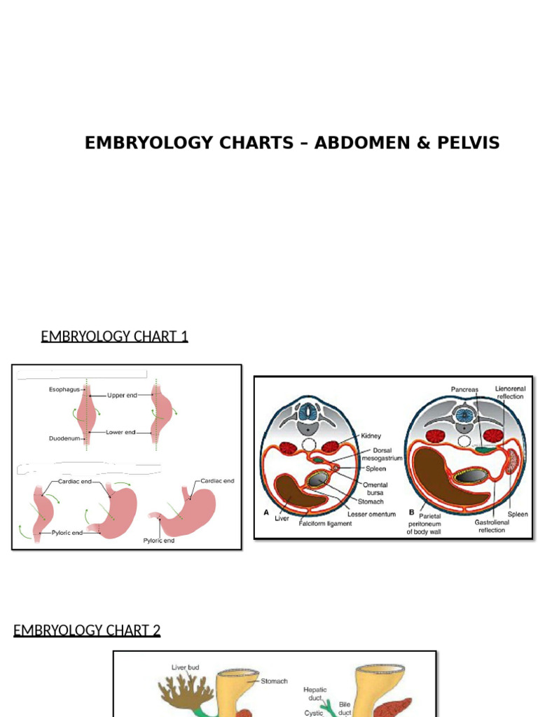Embryo Charts - Abdomen & Pelvis | PDF