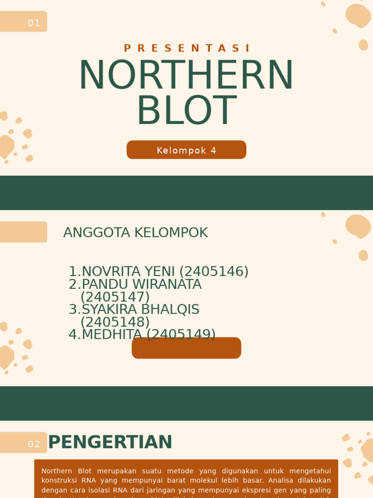 Northern Blot | PDF