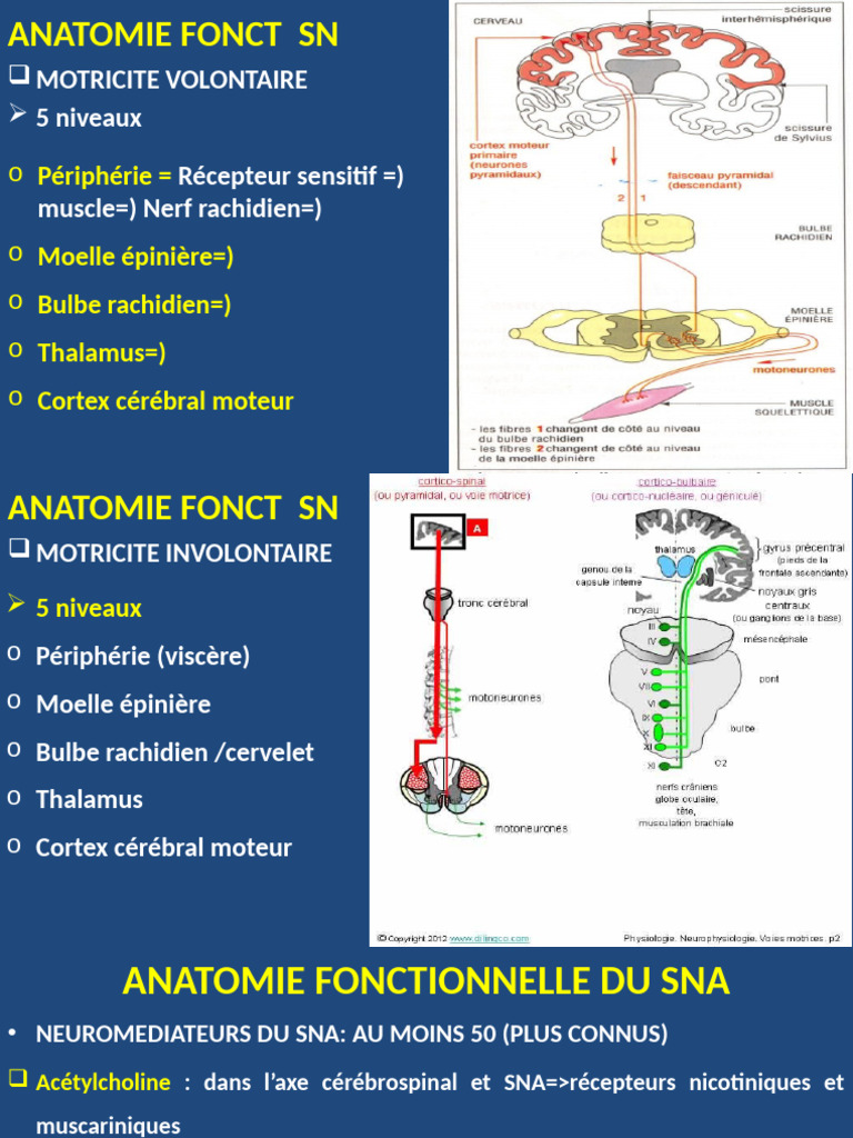 10. Motricité | PDF