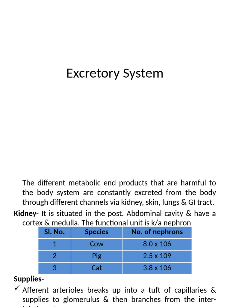 Excretory System | PDF | Angiotensin | Kidney