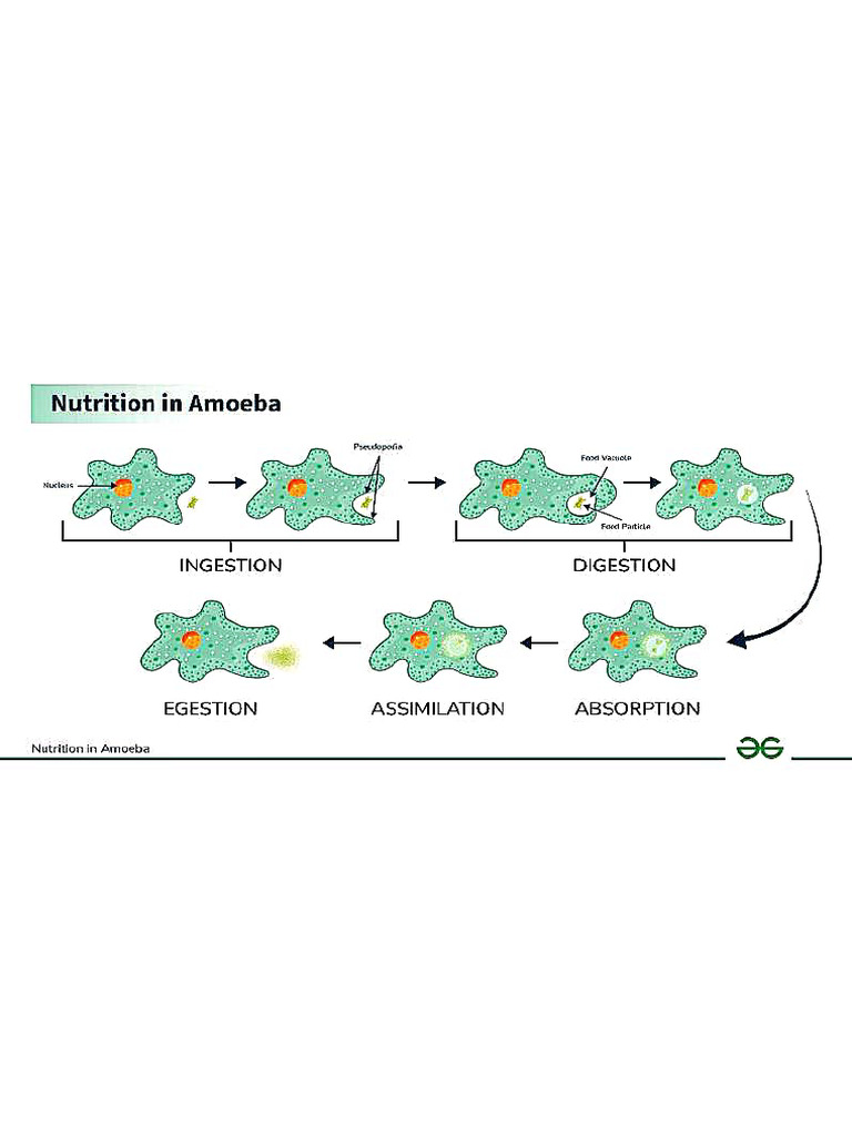 Important Diagrams | PDF