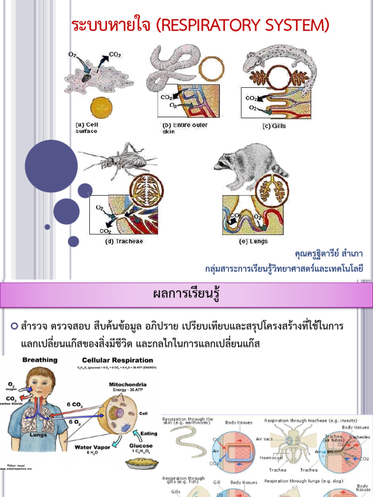 ระบบหายใจ 1-2567 | PDF
