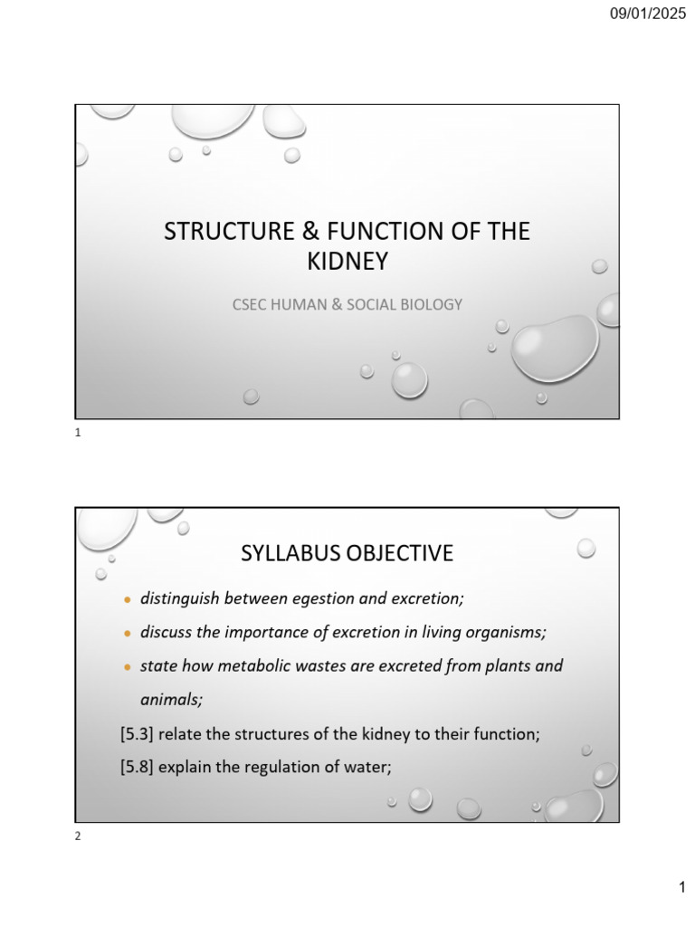 Kidney Structure and Function Explained | PDF | Kidney | Urinary System