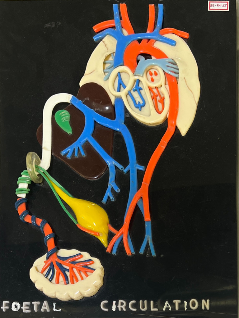 Embryology Models with labels | PDF