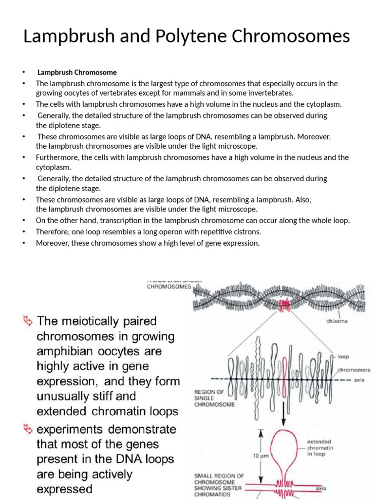 Lampbrush Chromosome | PDF | Chromosome | Biochemistry