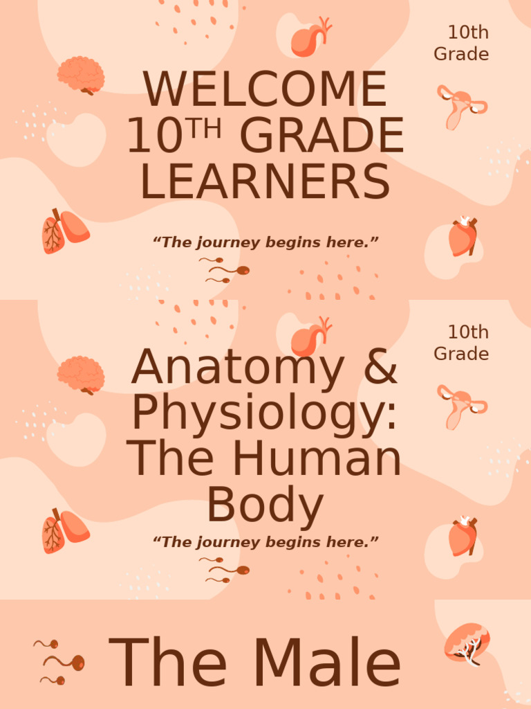 10th Grade Male & Female Reproductive Systems | PDF | Menstrual Cycle ...