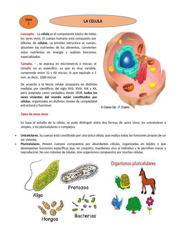 La Celula | PDF | Biología Celular) | Citoplasma