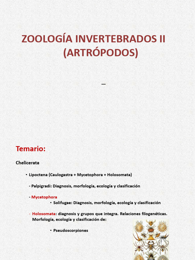 Artropodos - 12 Chelicerata (Palpigradi, Solifugae y Pseudoscorpiones ...