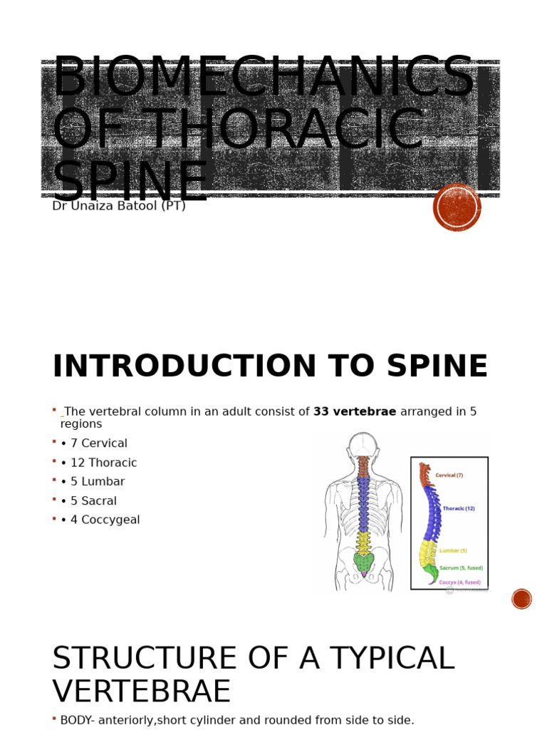 Biomechanics of the Thoracic Spine | PDF | Vertebra | Vertebral Column