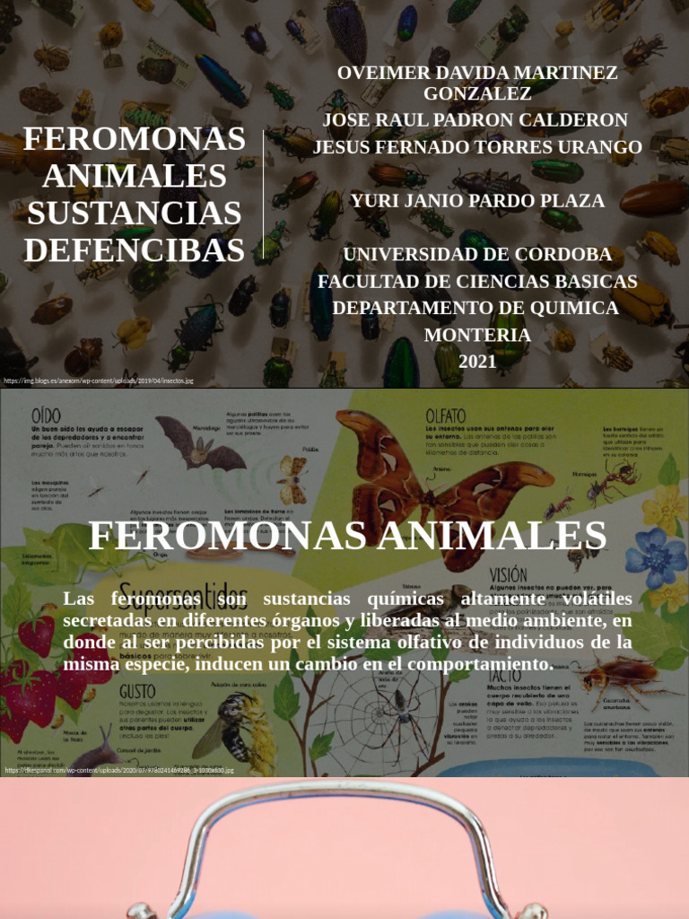 Feromonas en Animales: Tipos y Ejemplos | PDF | Feromona | Insectos