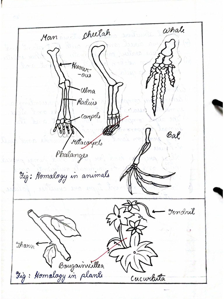 Homologous and Analogous Organs | PDF