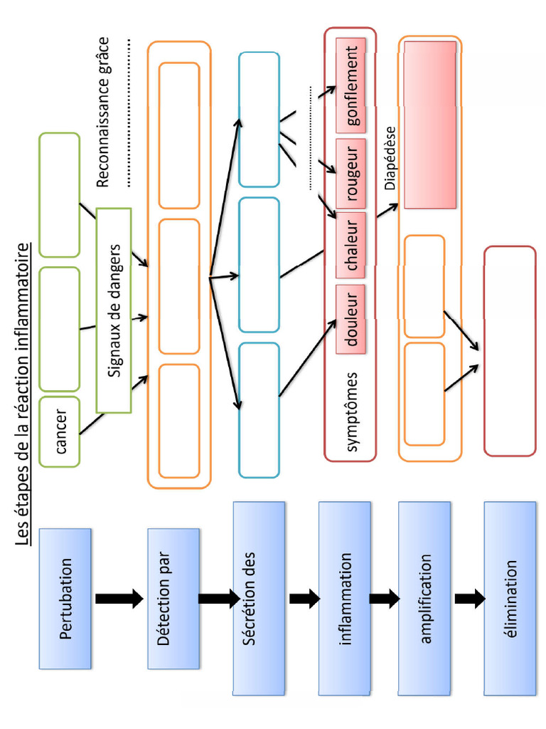 Schema Bilan Reponse Innee À Compléter | PDF