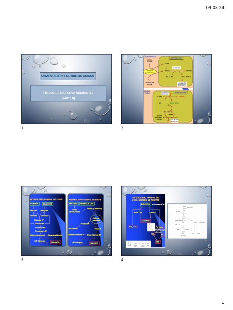 Clase4. Fisiología Ruminal (Parte 2) | PDF | Proteínas | Glicerol