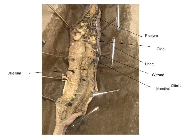 Worm Dissection | PDF