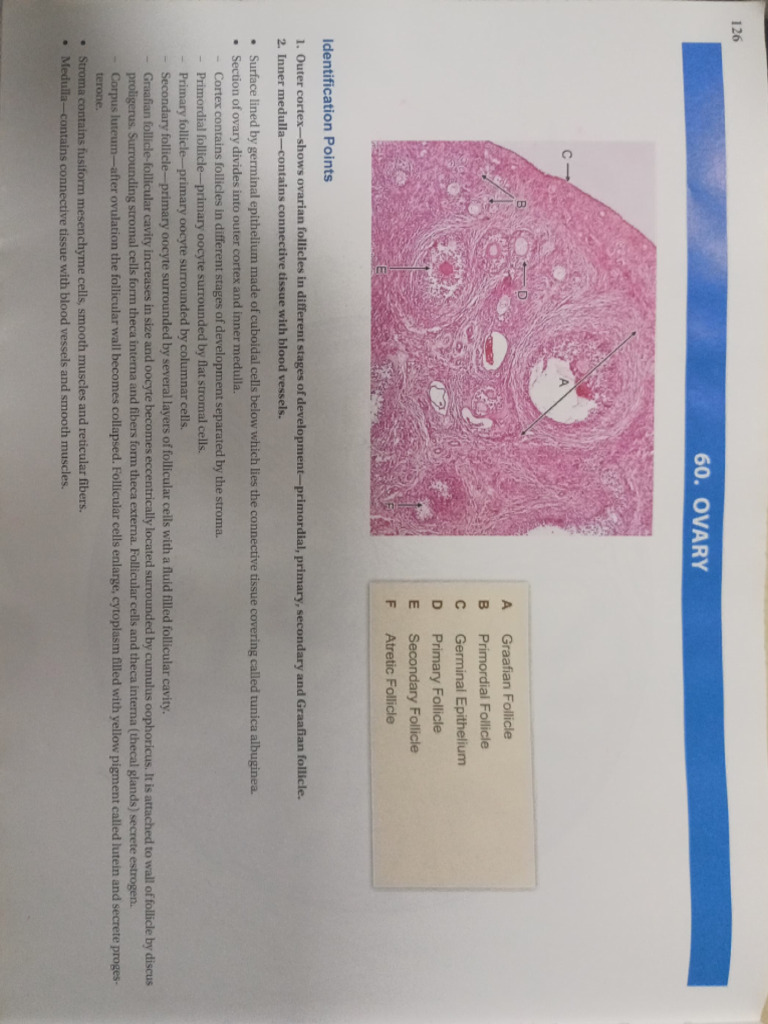 Female Reproductive System Histology | PDF | Ovary | Uterus