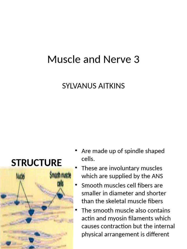 Muscle and Nerve 3 | PDF | Muscle Contraction | Action Potential