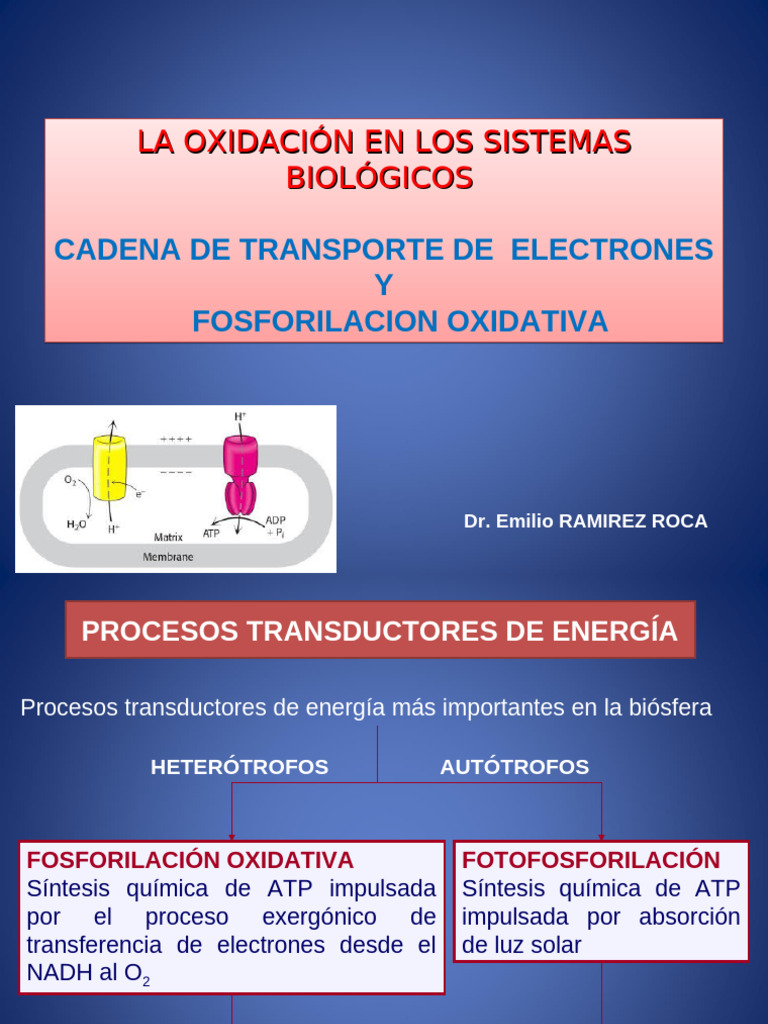 Clase 7. Fosforilacion Oxidativa | PDF | Cadena de transporte de electrones | Trifosfato de ...
