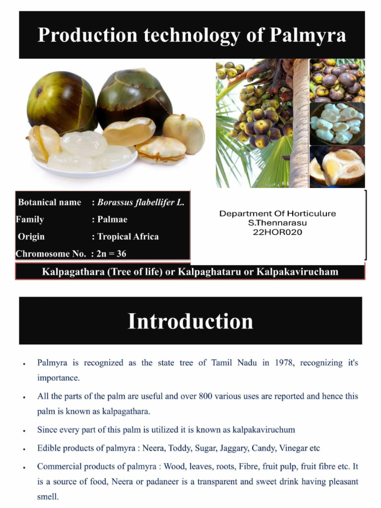 Production Technology of Palmyrah by S.thennarasu | PDF