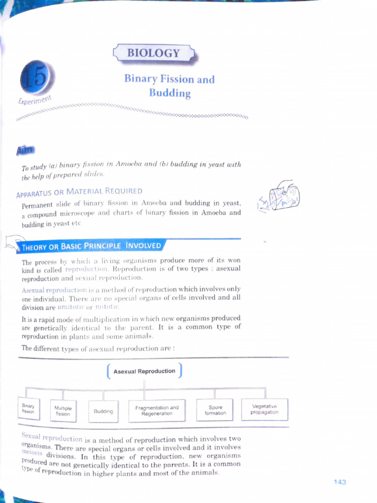 Binary Fission and Budding | PDF | Reproduction | Mitosis