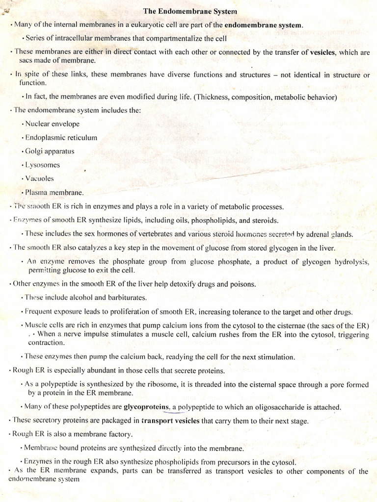 Endomembrane System Complete | PDF