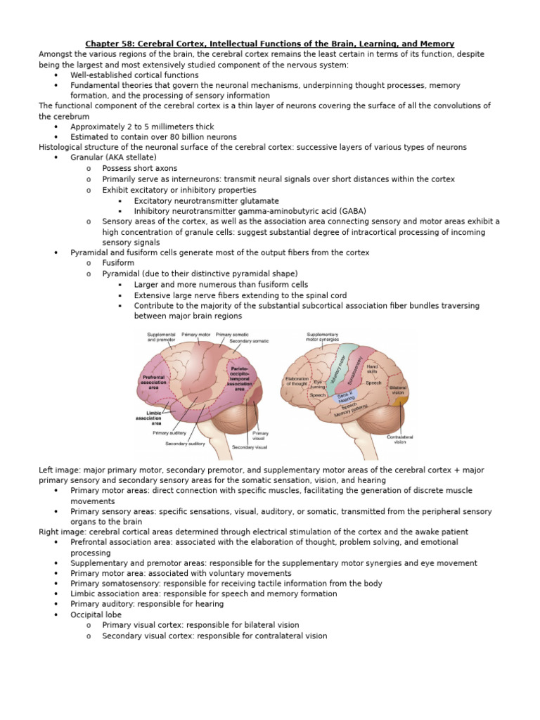 Chapter 58-Cerebral Cortex | PDF | Cerebral Cortex | Memory