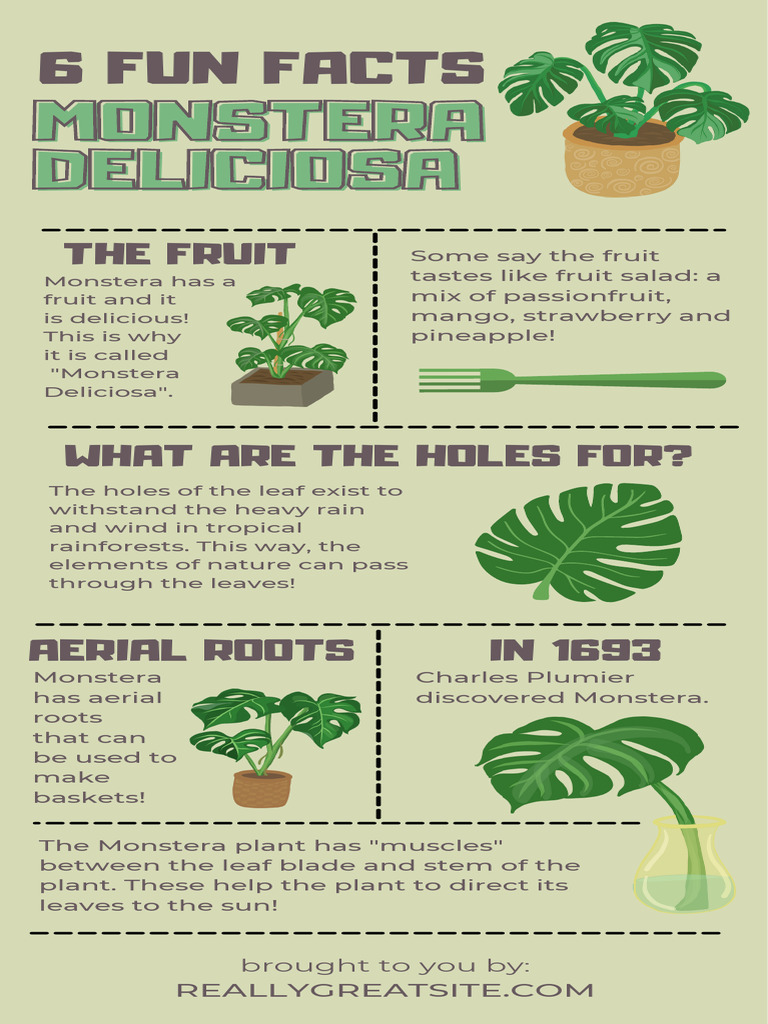 Green Brown Monstera Plant Fun Facts Infographic - 20250618 - 171551 ...