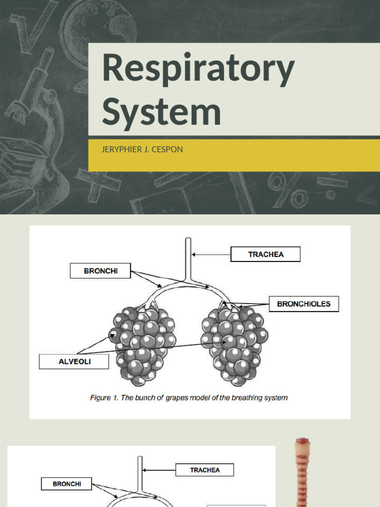Parts of The Lungs | PDF