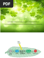 Spinach Lab Report | PDF | Photosynthesis | Leaf