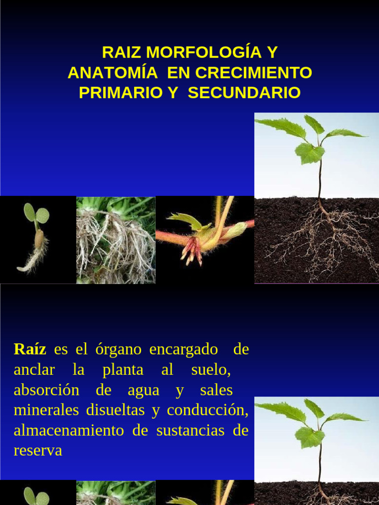 Morfología y Anatomía de Raíces Vegetales | PDF | Raíz | Morfología ...