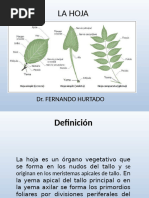Tipos de Hojas de Acuerdo A La Forma de Su Limbo | PDF | Hoja | Botánica