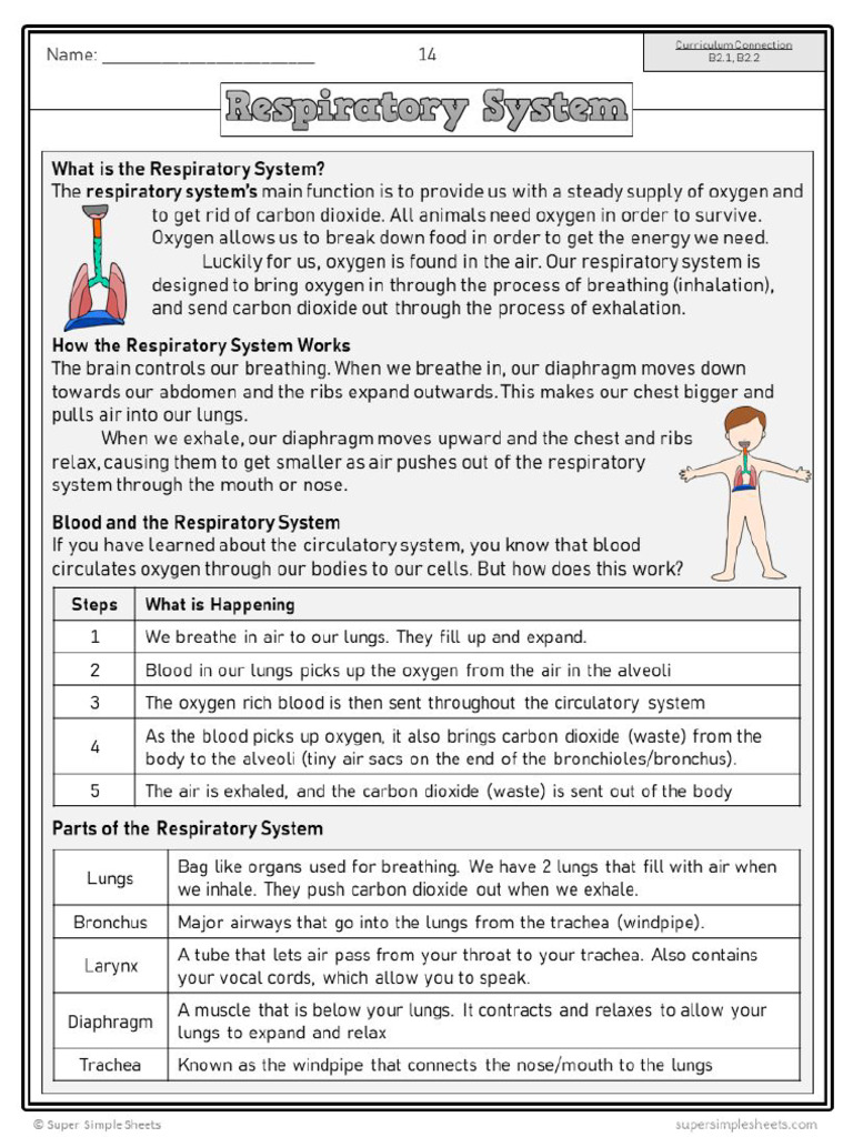 NS - 05RN 1013070 Chris Hadfield PS - Respiratory System | PDF
