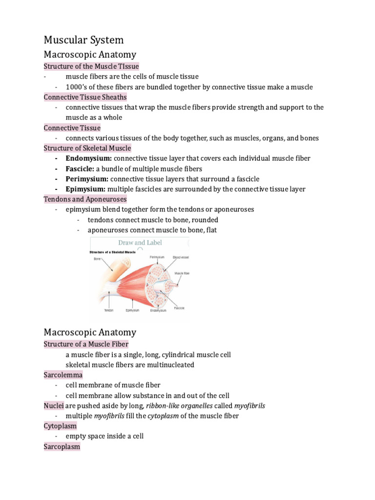 Muscular System Anatomy Overview | PDF