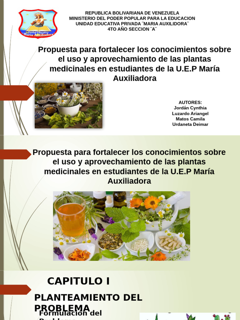 Presentación Cami | PDF