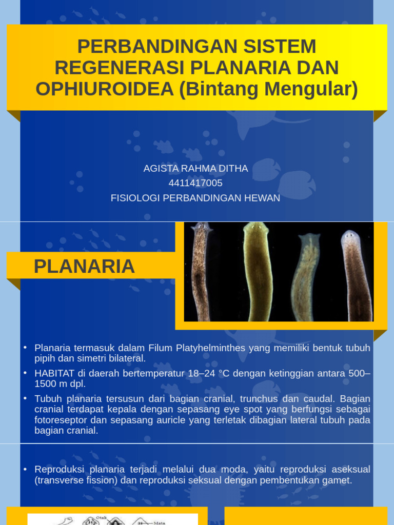 Regenerasi Planaria dan Ophiuroidea | PDF